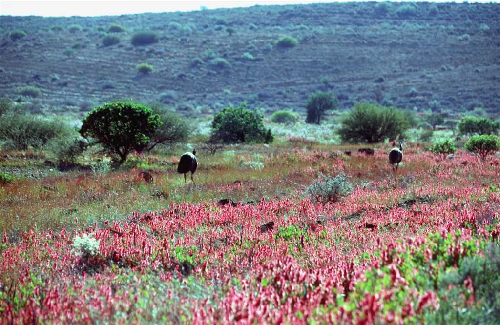 Home » Shire of Meekatharra